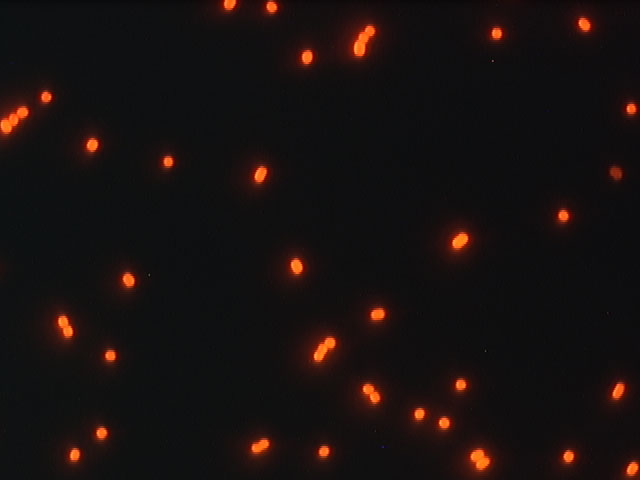 NASA PACE - Which Phytoplankton Am I?